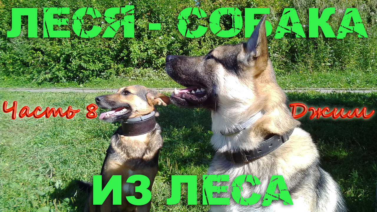 Леся - собака из леса. Часть 8: Появление Джима / Мои собаки / Кинология / Зоопсихология