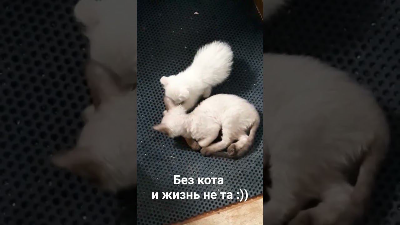 25 августа 2023 г. котята