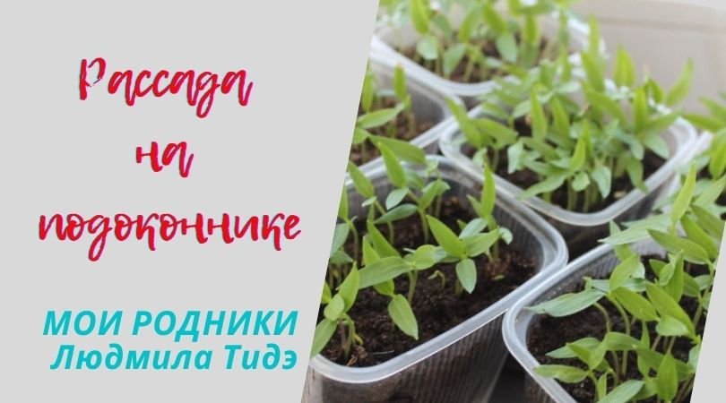 Рассада  овощей на подоконнике Начало марта.flv