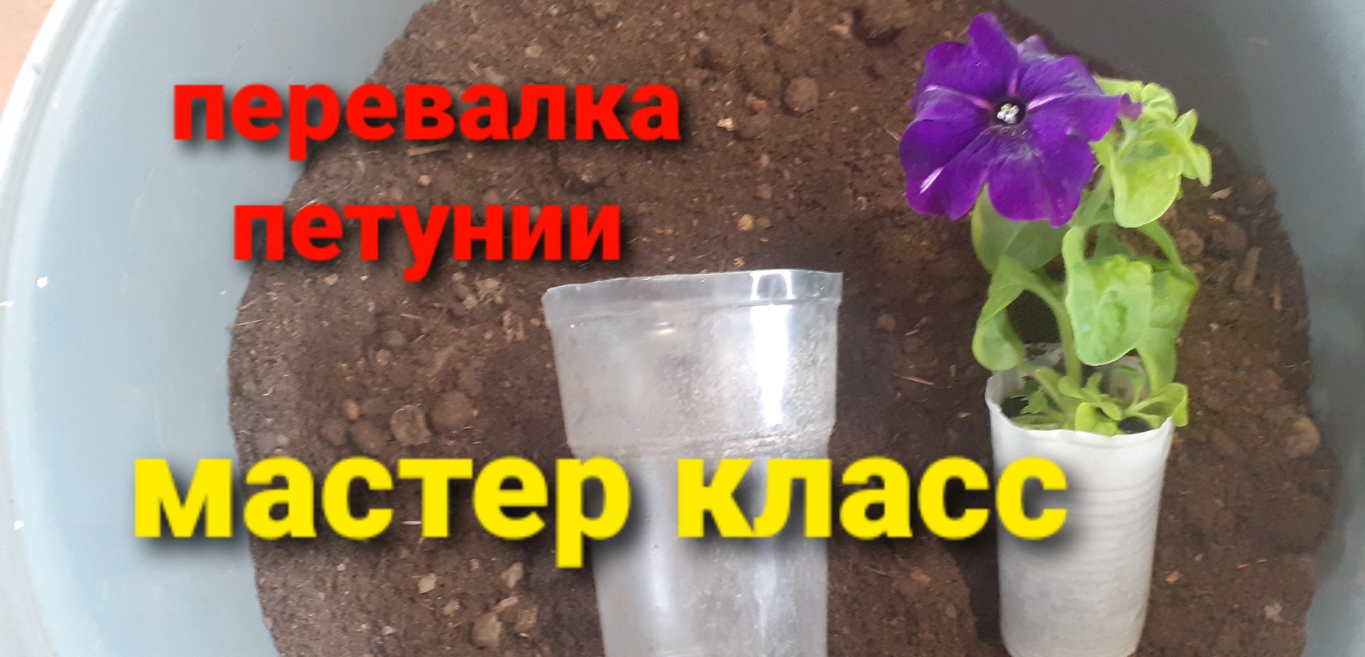 Перевалка петунии.mp4