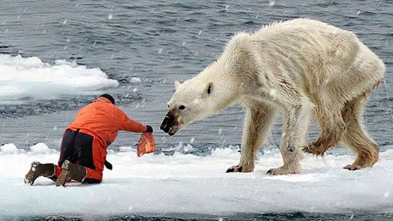 Эти Животные звали на помощь | Попробуй Не Заплакать | Лучшие Моменты Спасения Животных ч.3