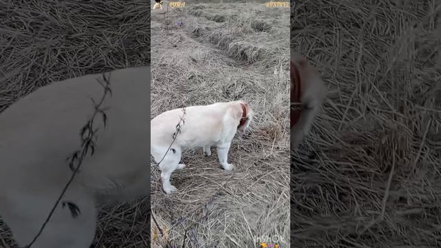 Болотные угодья