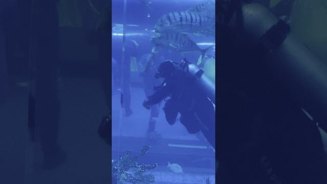 Аквариум в торговом центре Дубай Молл