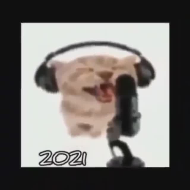 Котики читают реп