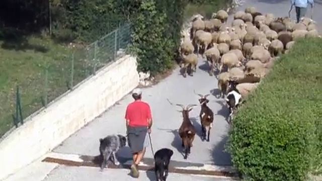 Босерон и пикардиец, Прованс, Франция 2014