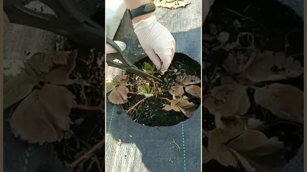 Чистка клубники весной.