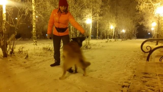 Дрессировка. Тервюрен, бельгийская овчарка. Кинологический фристайл!