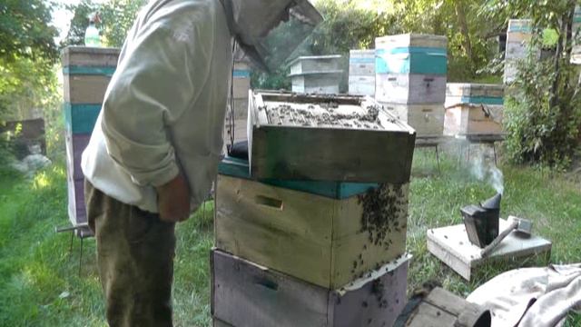 Пчёлки 63. Подсаживаю рой, ч.2.