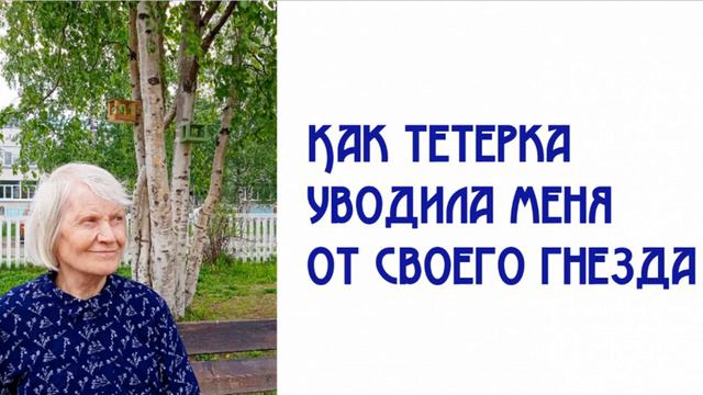 Как тетерка уводила меня от своего гнезда