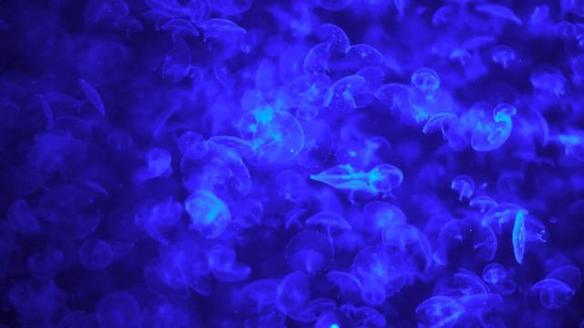 Медузы аквариум музыка релакс 2.
