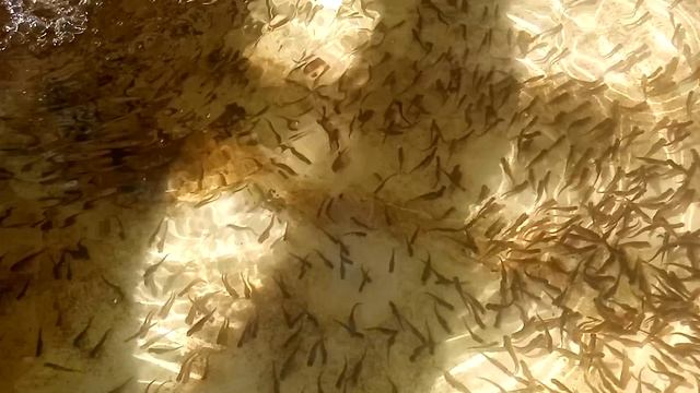 выдерживание личинок форели в ванне 2022.06.01