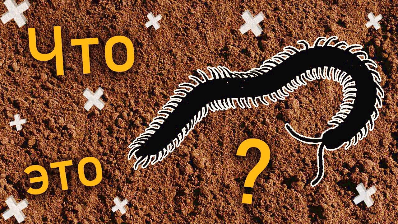 Что это за Тварь??? Угадай Зверя! Непонятное Существо... Вьетнам