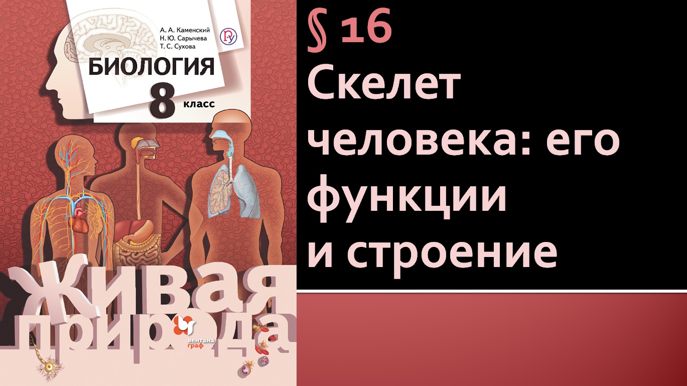 Параграф 16. Скелет человека: его функции и строение