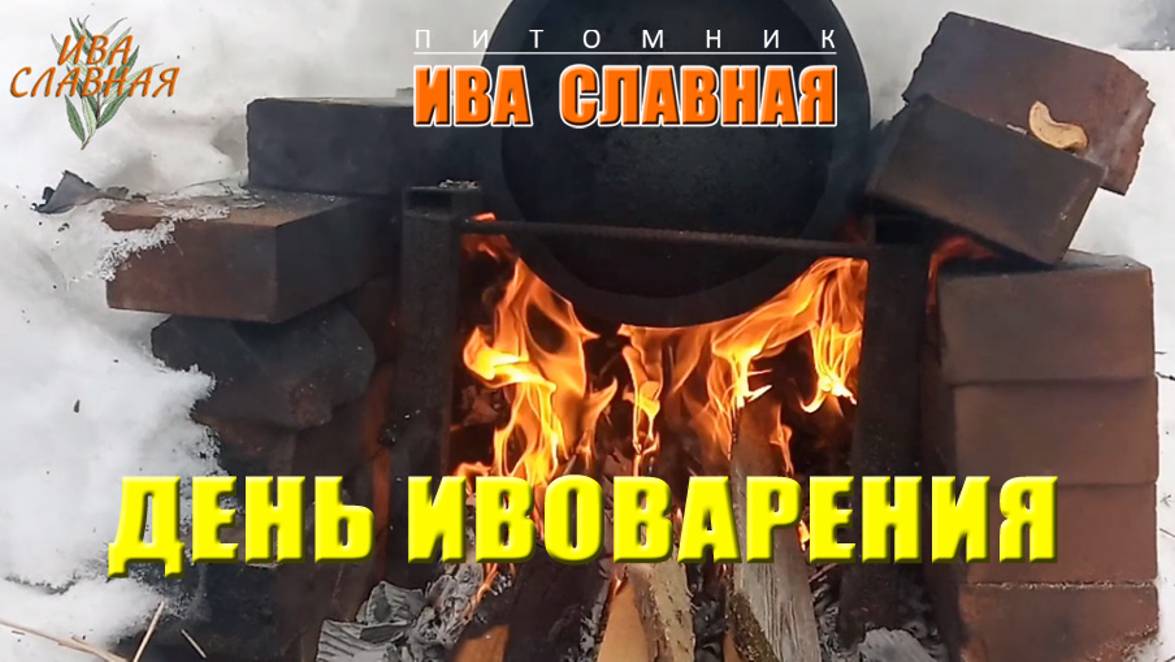Ива Славная: День ивоварения (12.02.2024)