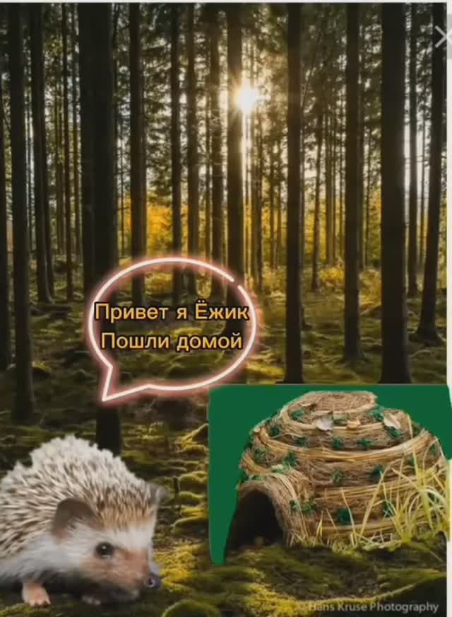 Знакомство и начало жизни ежа