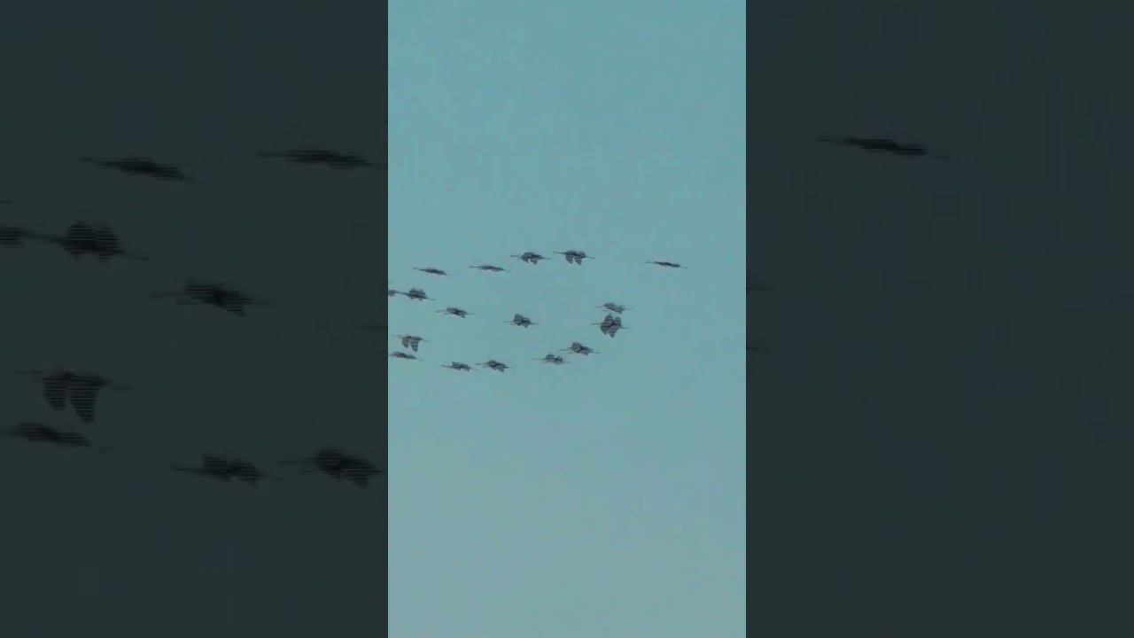 Они улетели... #журавли #кузбасс #шестаково