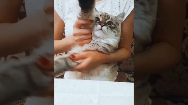 Смешные котики. Котик на ударниках. #shorts