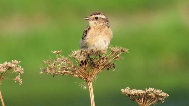 Луговой Чекан_#5, Крылатское, 03 августа 2024