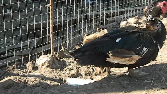 Не послушная птичка, май 2021, Кашира