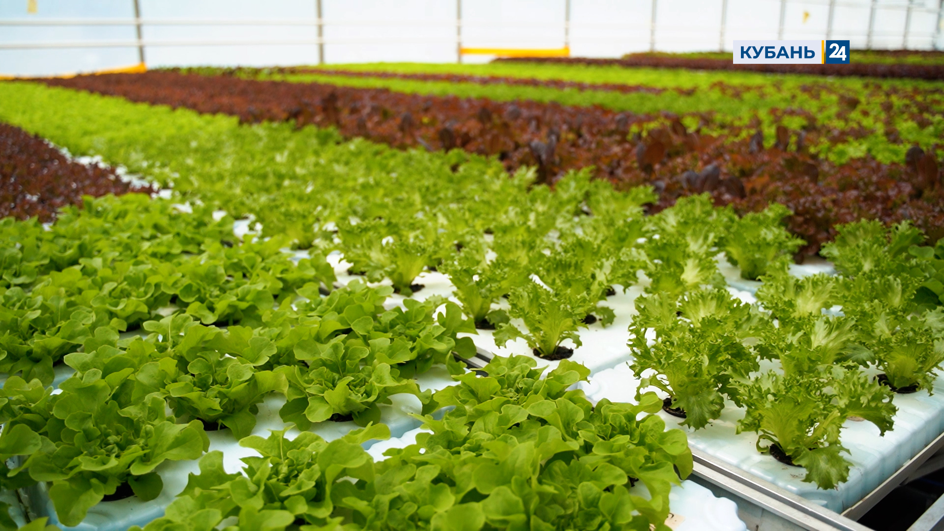 Овощи тепличные | Край аграрный №4 09.09.2022