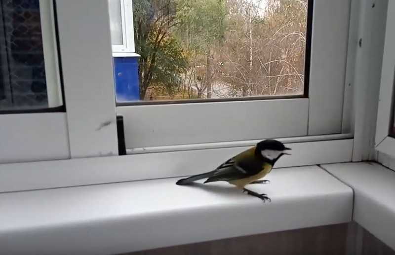Синица залетела на балкон и не могла вылететь