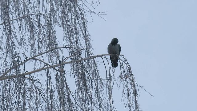 Зачем птицы чистят перья