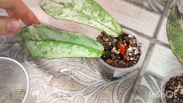 цветочный VLOG