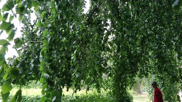 Плакучий бук (дат. Hængebøg, лат. Fagus sylvatica 'Pendula'),  г. Орхус, Дания