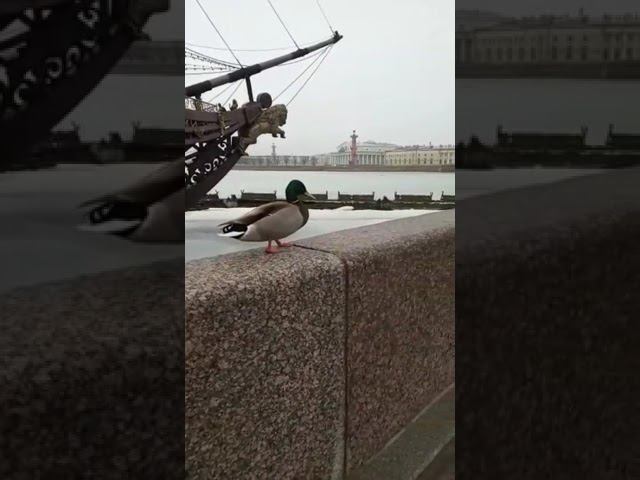 Прогулка по Питеру