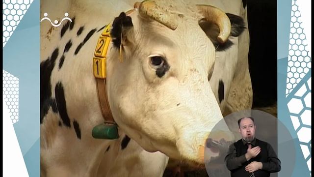 По секрету всему свету. Коровы (сурдоперевод)