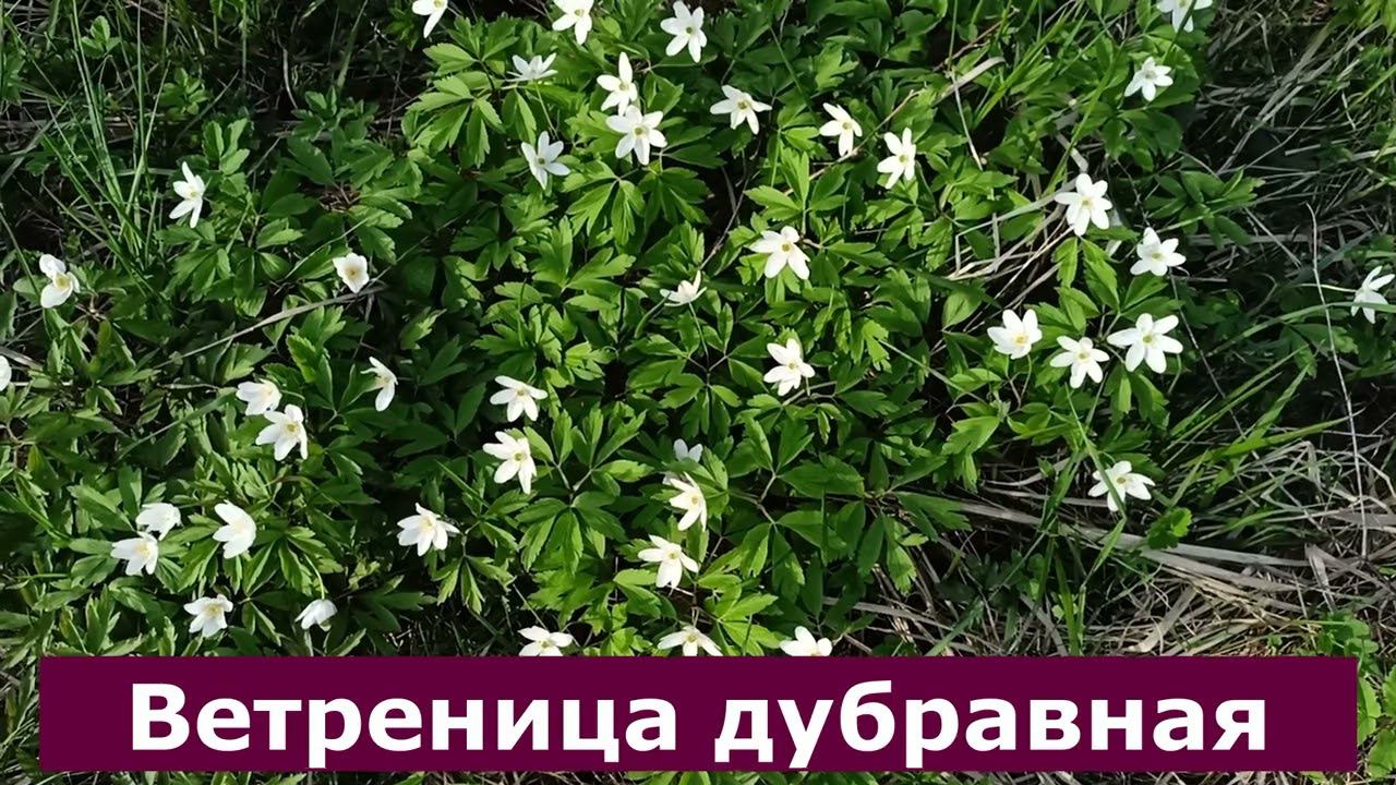 Вы ошибаетесь - эти подснежники - Ветреница лютичная жёлтая и Ветреница дубравная белая