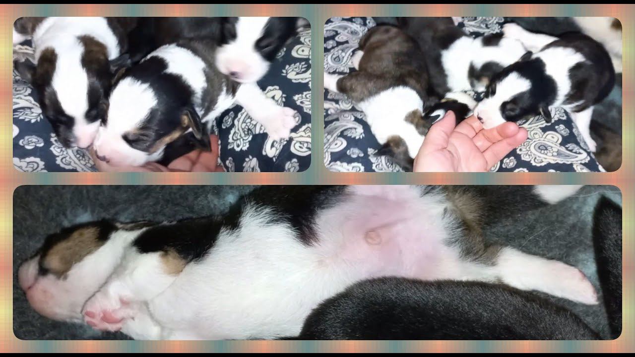 Коварное нападение стаи собак на человека / Insidious attack of a pack of dogs on a person