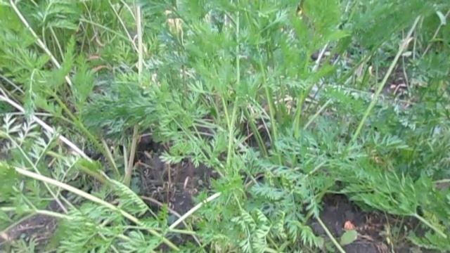 О недостроенном доме, сад, огород, урожай, дача