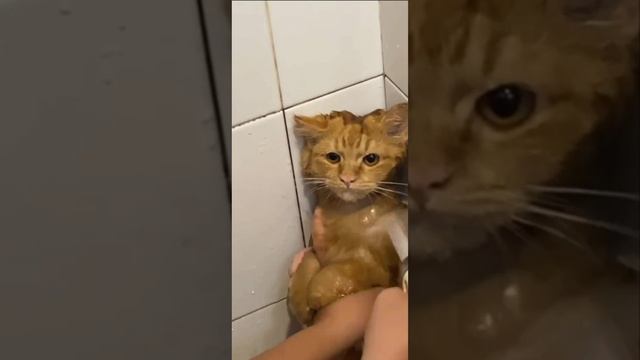 ищу новых хозяев