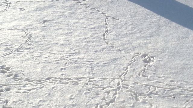 Следы на крыше