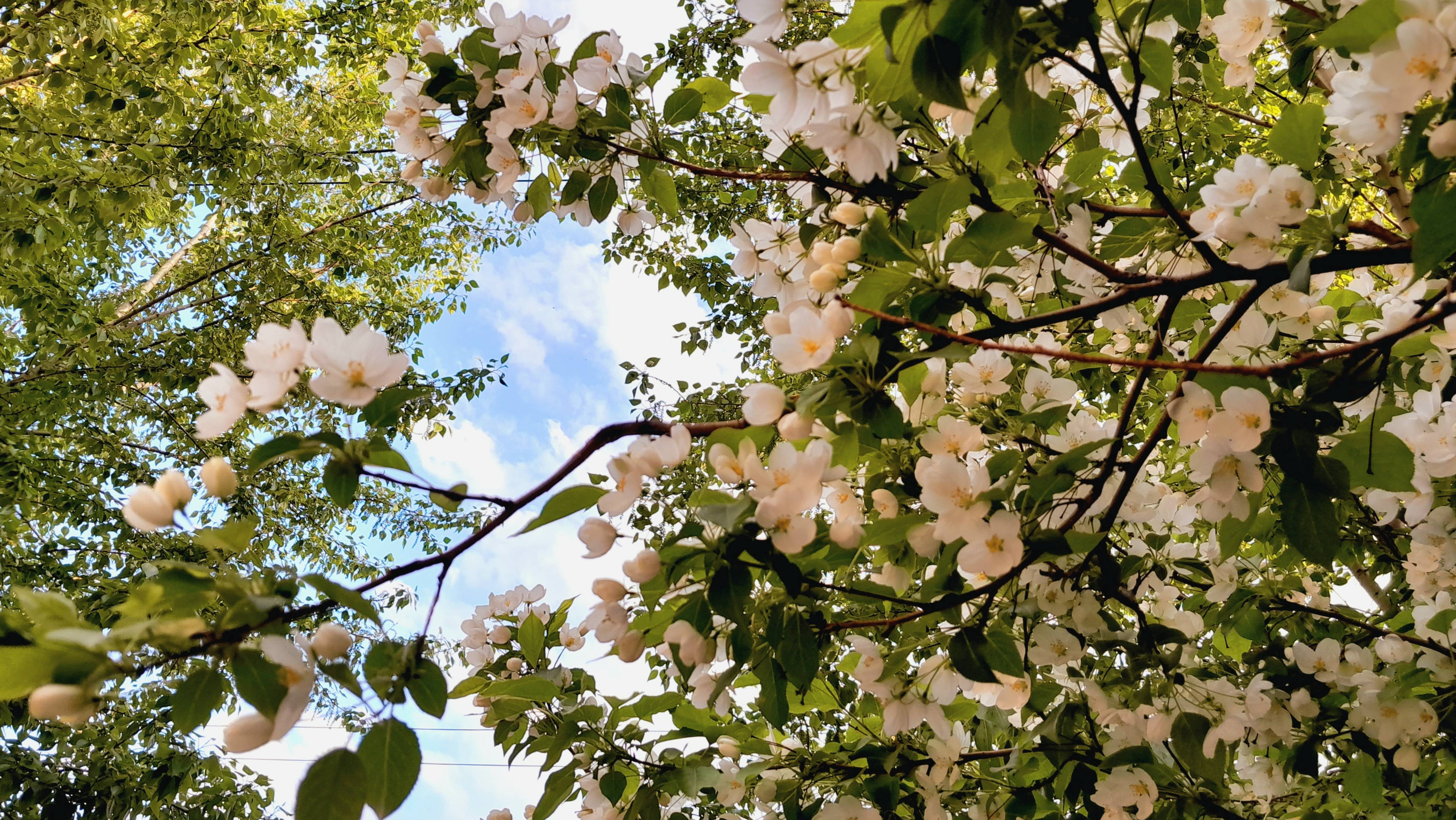 ЛЮБОВАНИЕ ЦВЕТЕНИЕМ ЯБЛОНЬ в СИБИРСКОМ ГОРОДЕ