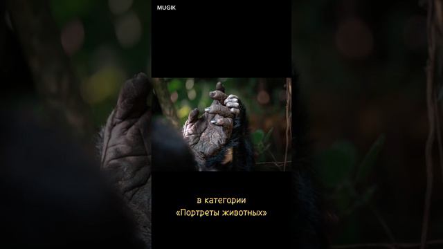 Победители конкурса World Nature Photography Awards 2024 #2