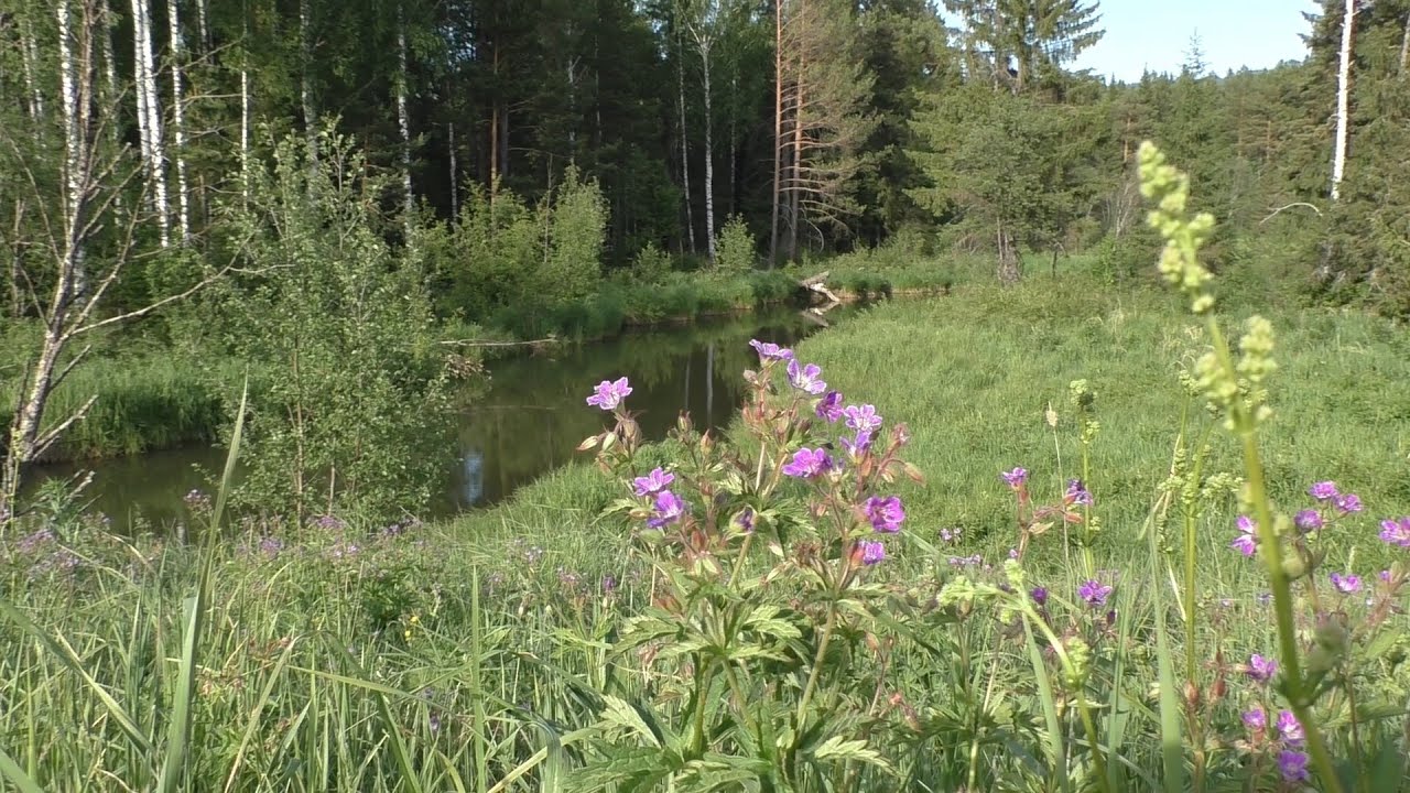 ХАРИУС на Малой Реке. Наглый БОБЁР. УТКА с УТЯТАМИ, Вечерняя прогулка на КРАСИВОЙ Уральской природе!