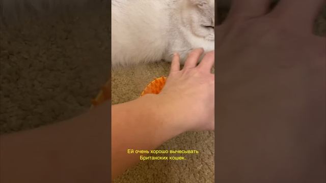 Щетка для вычесывания кошек с холодным туманом