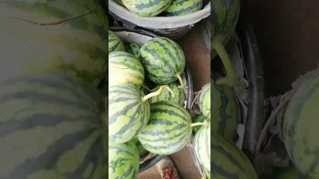 Потрясающий звук реально спелого арбуза.