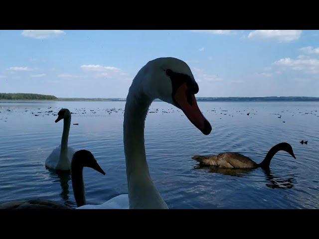 Попрошайки озера Виштынец