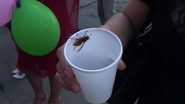 Оса и шампанское.