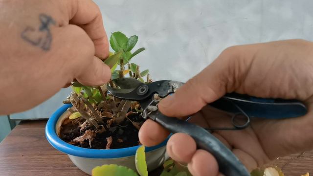 Кусамоно из каланхоэ.