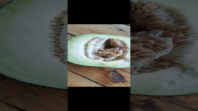 Сорвали первую дыню с огорода