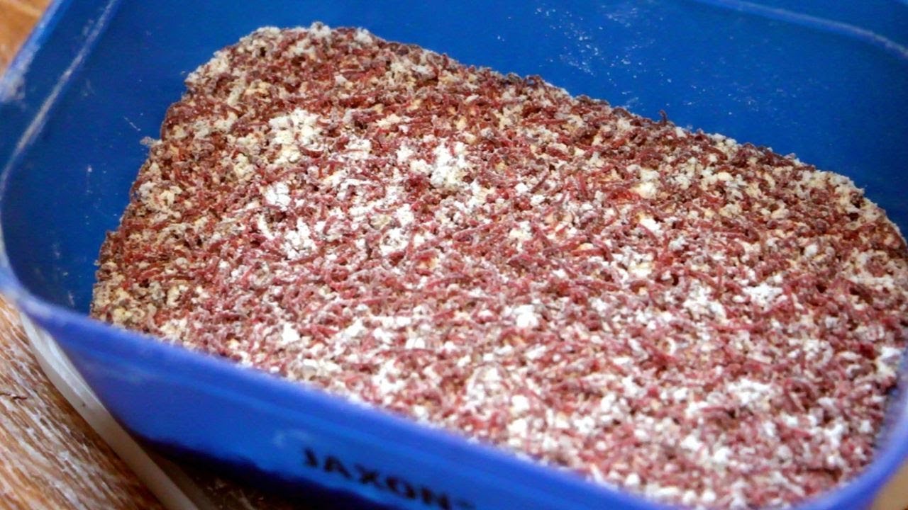 Как хранить мотыля, в домашних условиях, для Рыбалки.