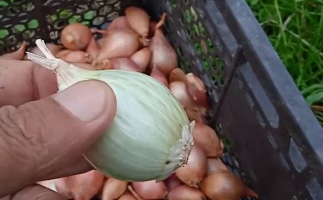 Посадка лука и чеснока