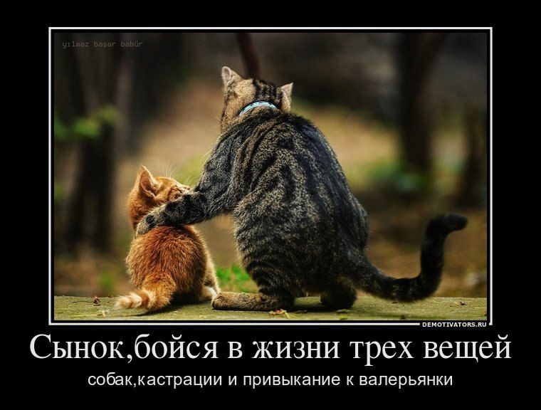 с юмором о котах и кошках . часть 2
