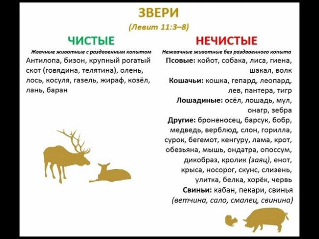 3.14 По страницам Библии - лекции доктора Мак Ги по книге Левит