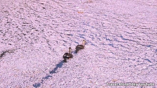 Самая милая утка и цветущая вишня ?? Парк Хиросаки, Япония