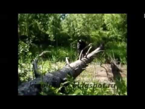 Какую породу собак выбрать? = Немецкие породы служебных собак | service dog breeds